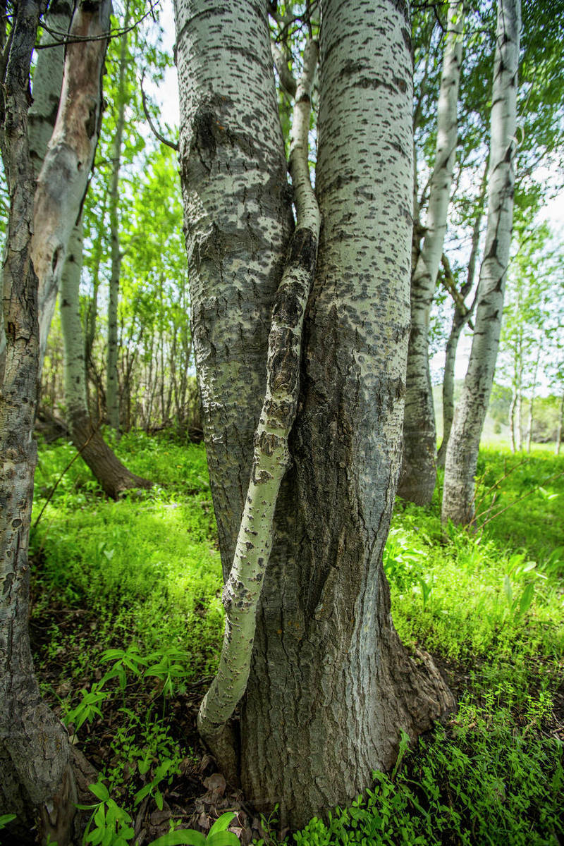 Intertwined tree trunks in forest - Royalty-free Stock Photo | Dissolve