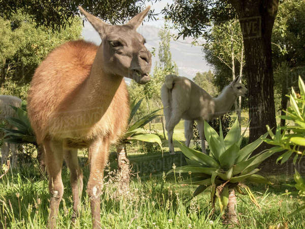 Llamas standing in tall grass - Royalty-free Stock Photo | Dissolve