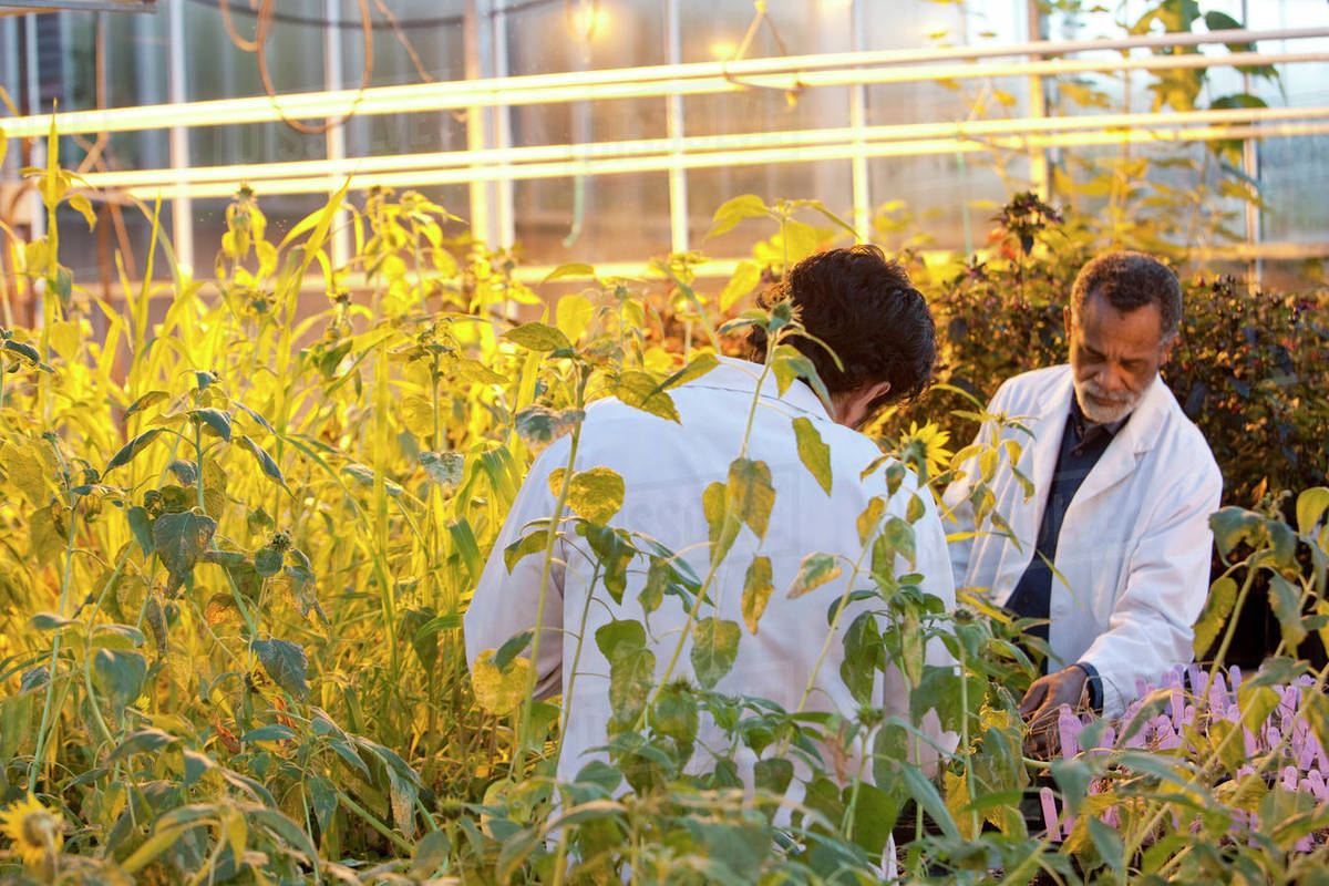 Scientists working in greenhouse - Stock Photo - Dissolve