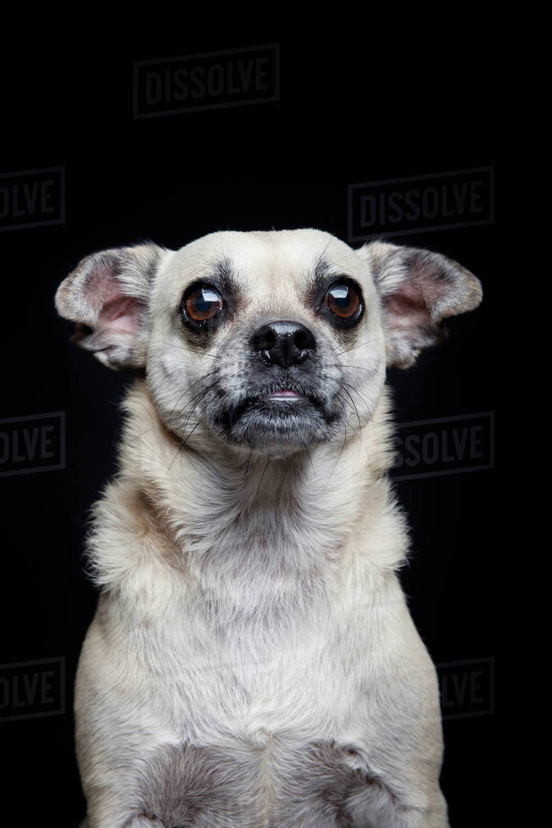 Portrait of dog posing - Royalty-free Stock Photo | Dissolve