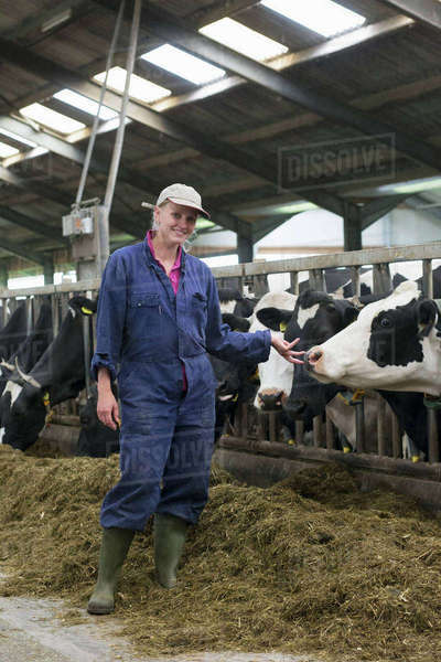 Caucasian farm worker standing with dairy cows - Royalty-free Stock ...