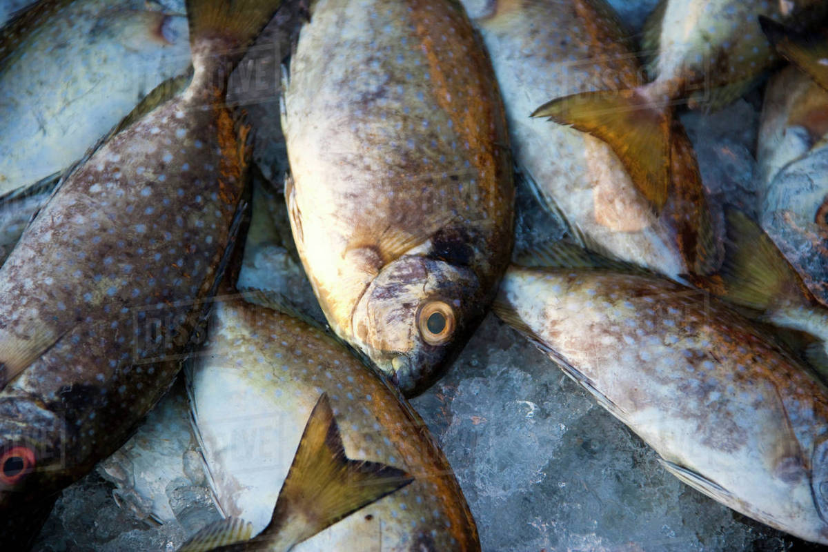 Fish on Ice - Royalty-free Stock Photo | Dissolve