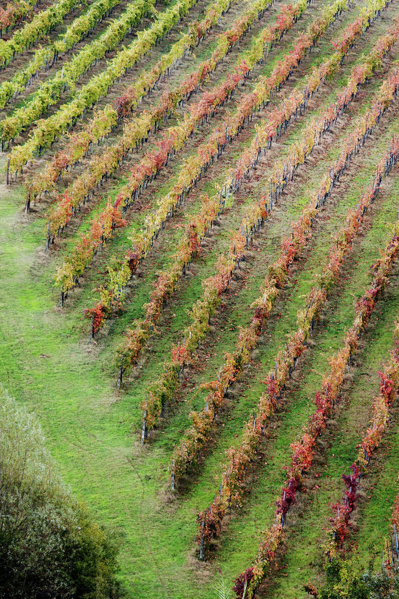 Aerial View of Vineyard - Royalty-free Stock Photo | Dissolve