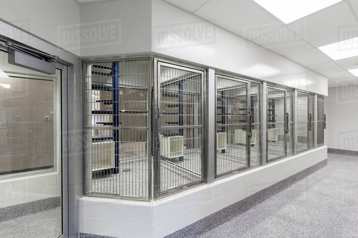 Glass viewing area windows of empty animal shelter - Royalty-free Stock ...