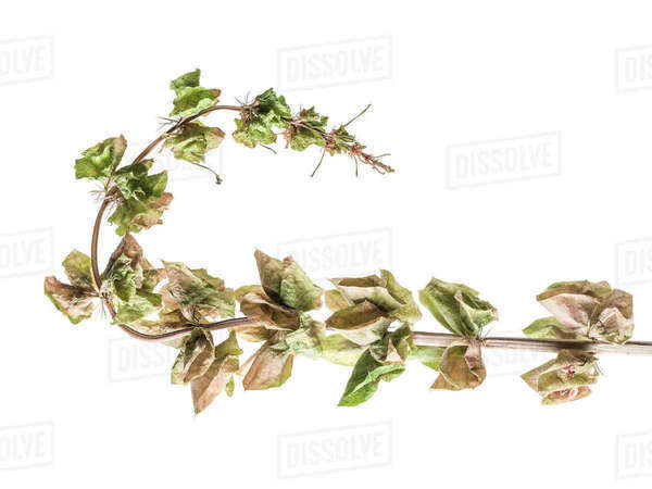 Close up of drying leaves on stalk - Stock Photo - Dissolve