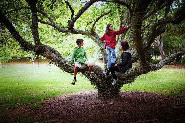 Children and mother climbing tree branches in park - Royalty-free Stock ...