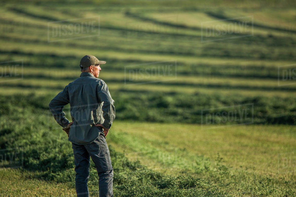 Caucasian farmer standing in field checking crop - Royalty-free Stock ...