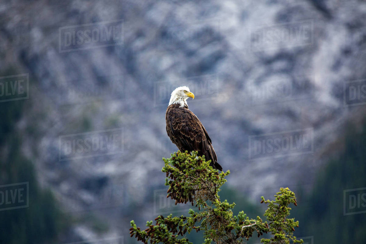 Bald eagle standing on tree branch - Stock Photo - Dissolve
