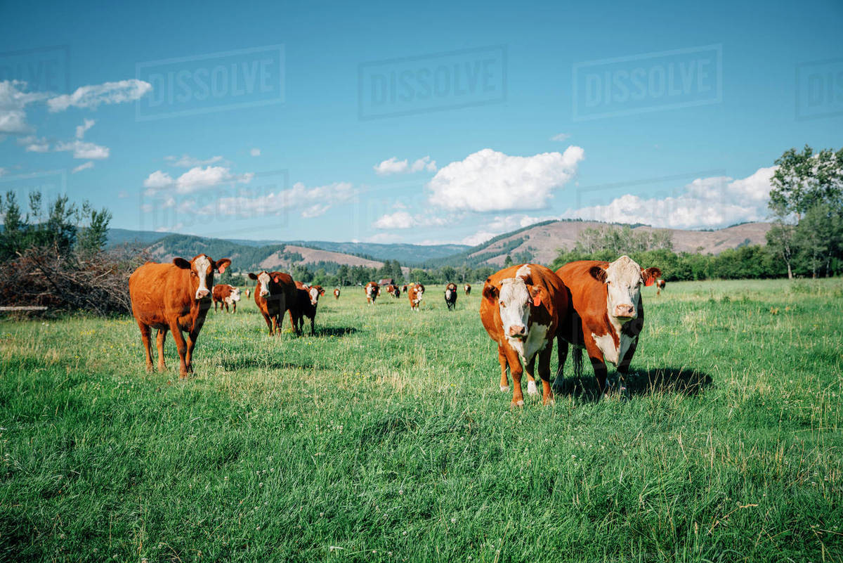 Cows in pasture - Royalty-free Stock Photo | Dissolve