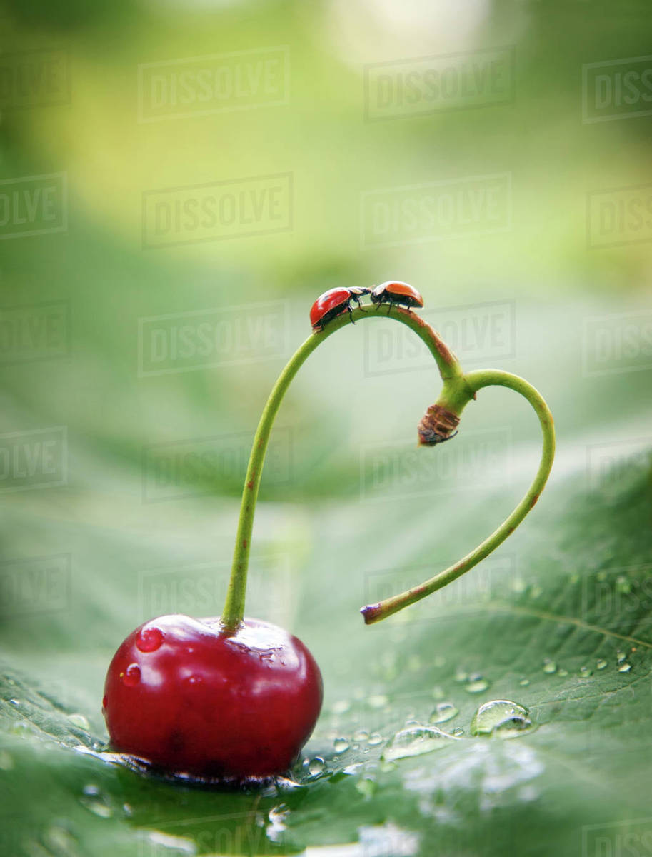 Ladybugs on heart-shaped cherry stem - Royalty-free Stock Photo | Dissolve