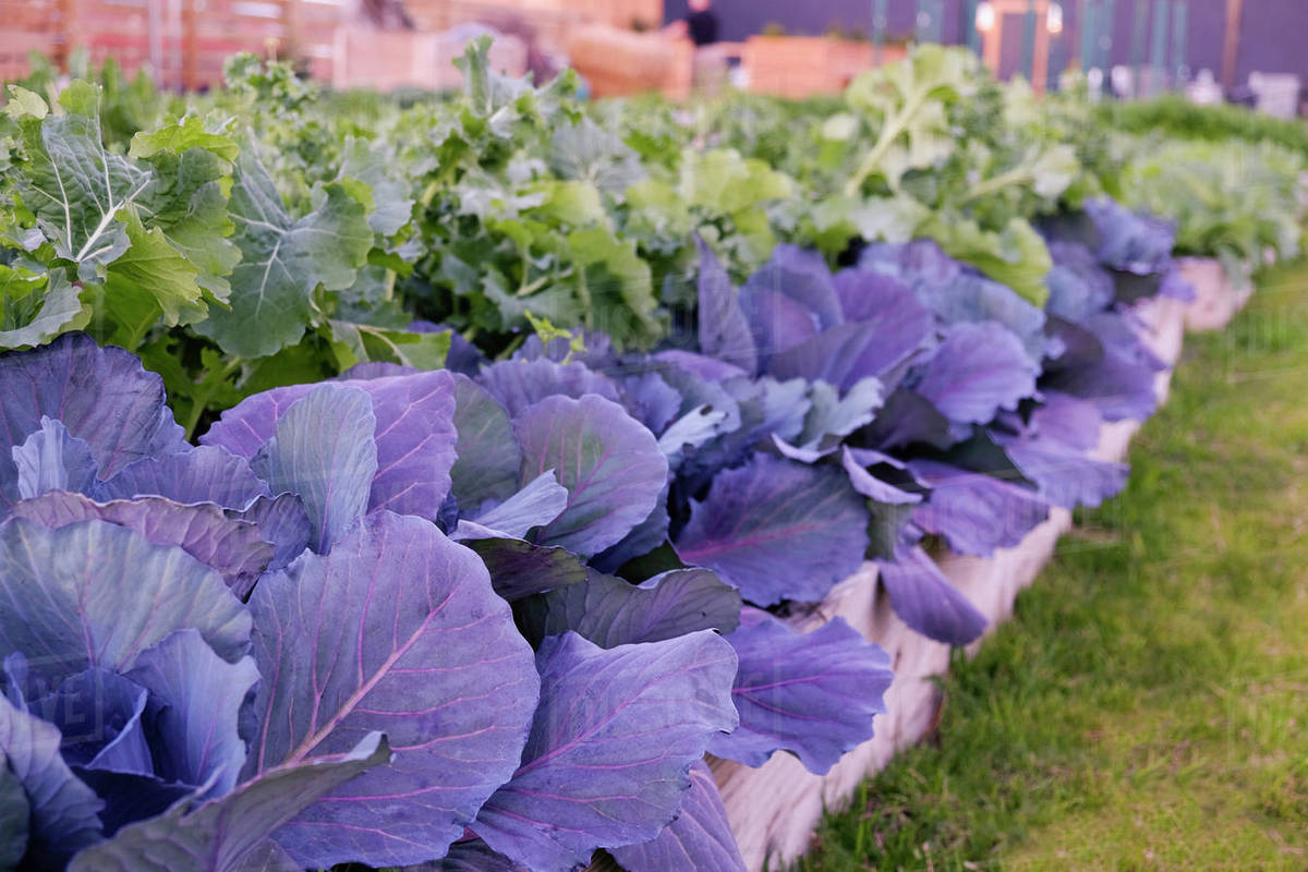 Green and purple leafy vegetables in garden - Royalty-free Stock Photo ...