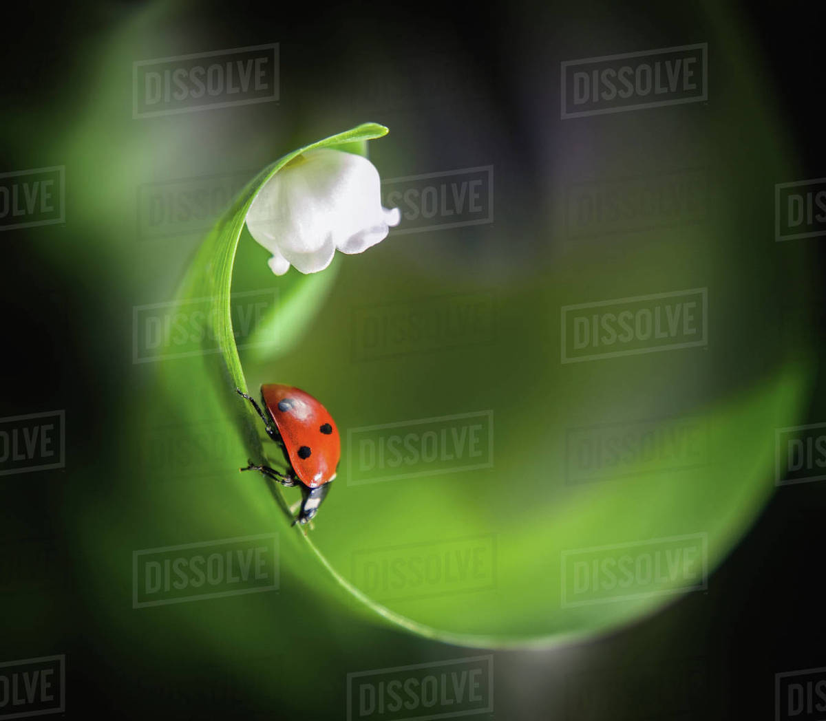 Ladybug on leaf near flower - Royalty-free Stock Photo | Dissolve
