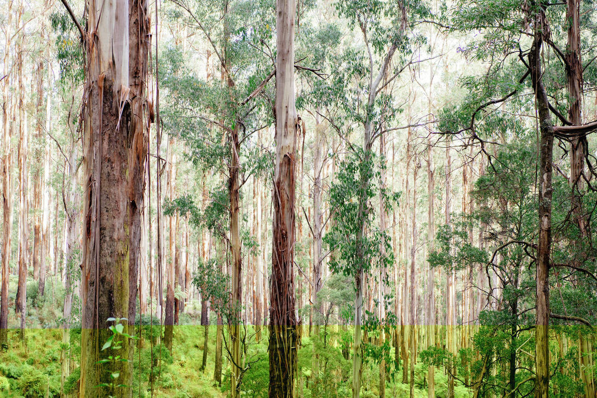 Straight trees in dense forest - Royalty-free Stock Photo | Dissolve