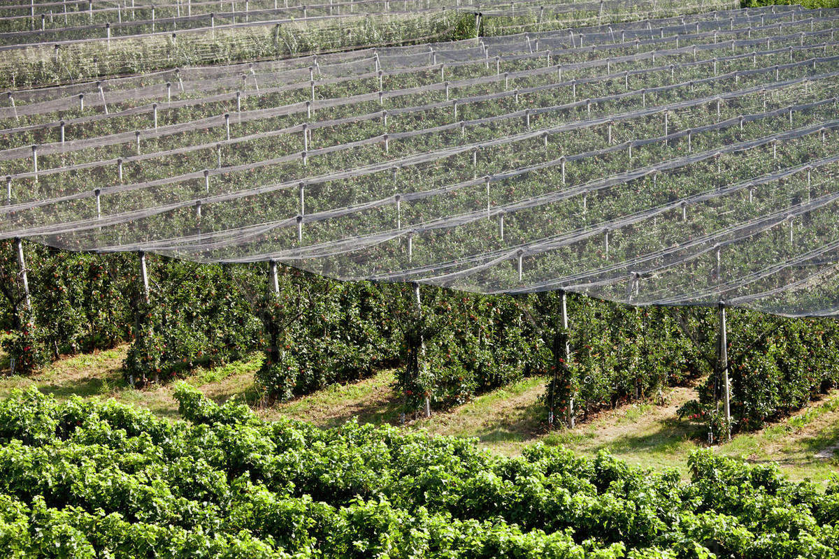 Netting on vineyard - Royalty-free Stock Photo | Dissolve