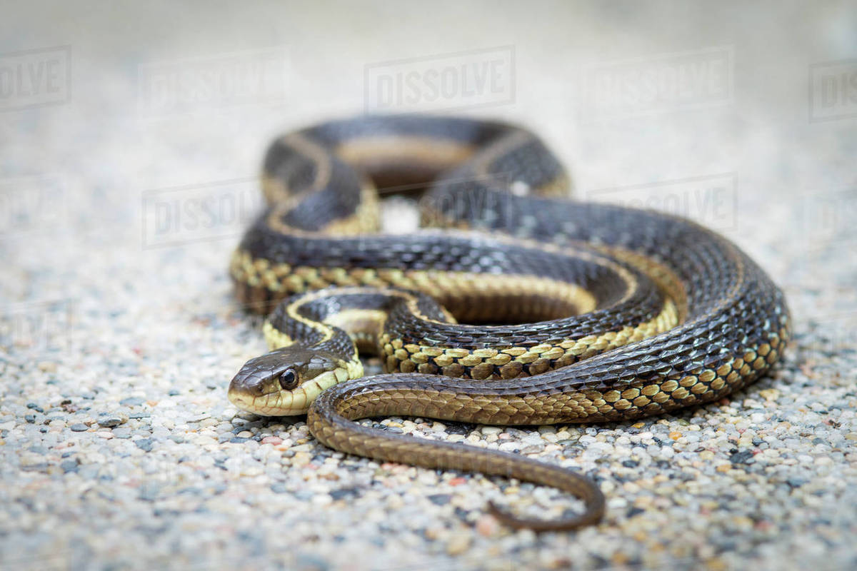 Portrait of snake - Royalty-free Stock Photo | Dissolve