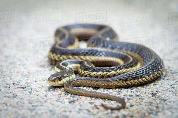 Portrait of snake - Royalty-free Stock Photo | Dissolve