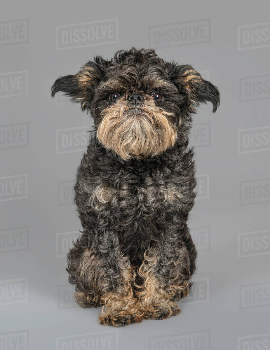 Portrait of serious dog - Stock Photo - Dissolve