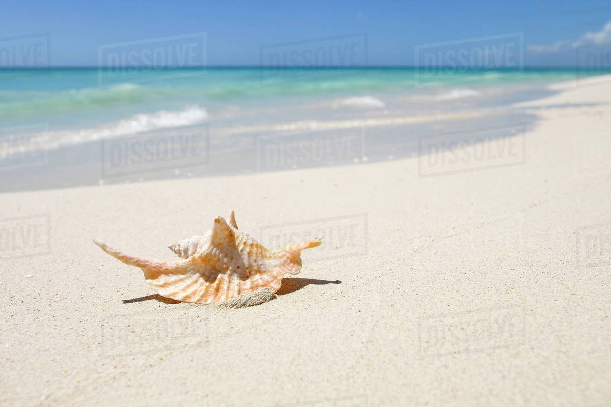 Seashell on ocean beach - Royalty-free Stock Photo | Dissolve