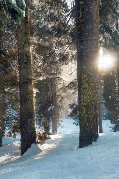 Trees in sunny winter forest - Royalty-free Stock Photo | Dissolve