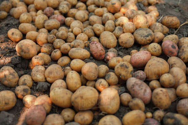 Potatoes in dirt - Royalty-free Stock Photo | Dissolve