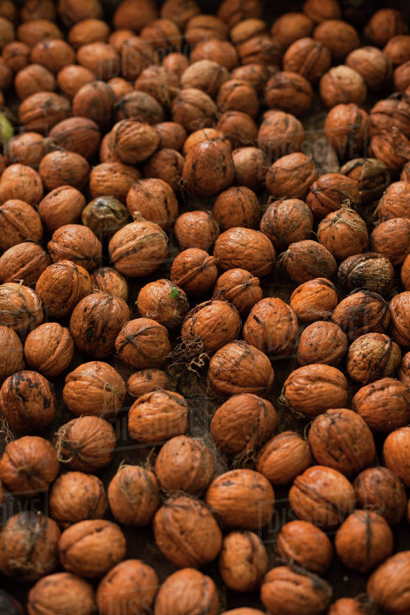 Walnuts - Royalty-free Stock Photo | Dissolve