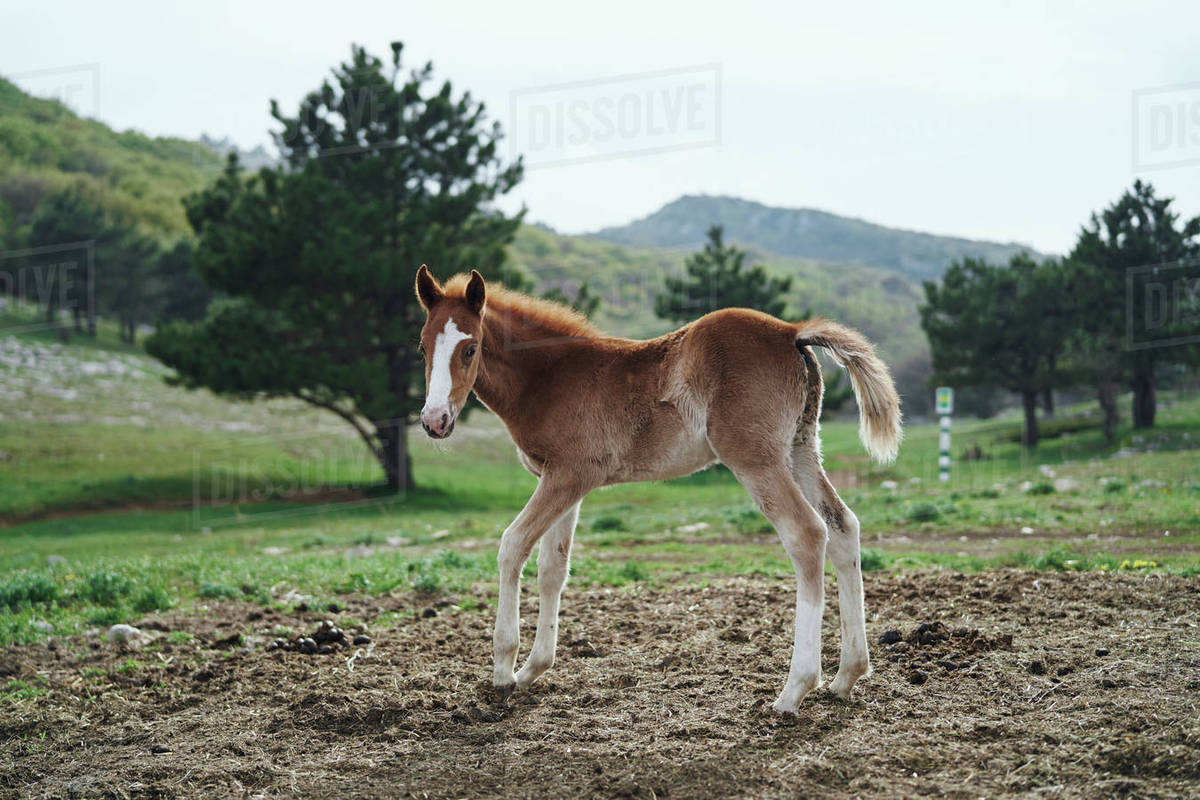 Horse standing in field - Royalty-free Stock Photo | Dissolve