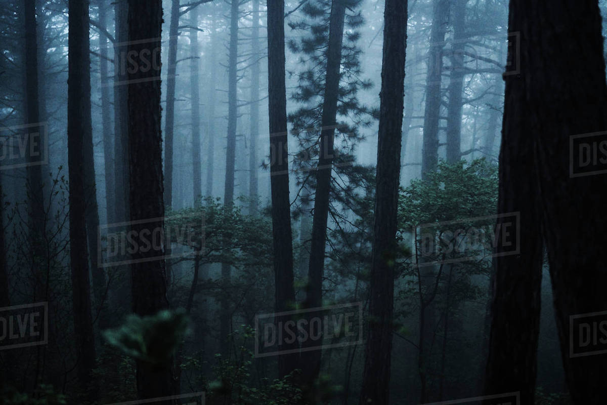 Fog in forest - Stock Photo - Dissolve