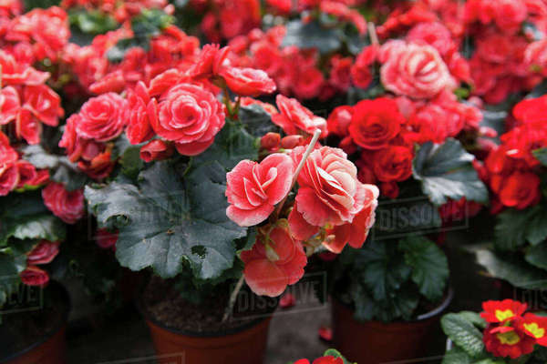 Red flowers in pots - Royalty-free Stock Photo | Dissolve