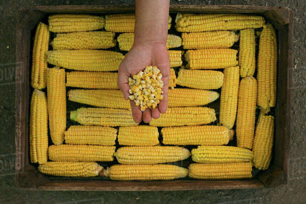 Hand holding kernels of corn over a box of corn on cob - Royalty-free ...