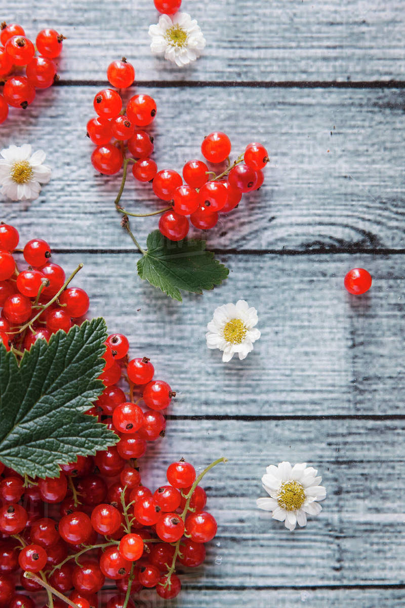 Red berries and leaves on table with flowers - Royalty-free Stock Photo ...