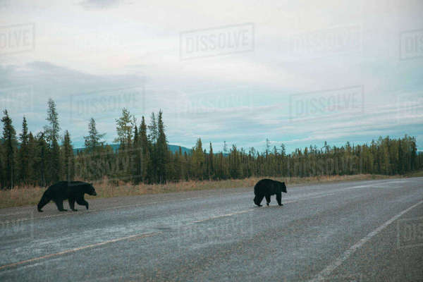 Bears crossing road - Royalty-free Stock Photo | Dissolve