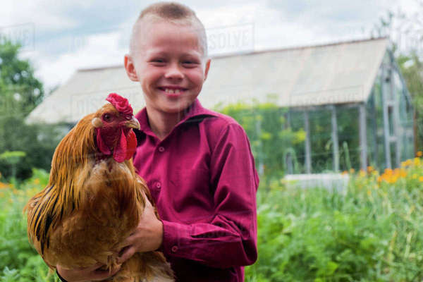 Caucasian boy holding rooster on farm - Royalty-free Stock Photo | Dissolve