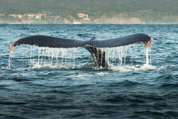 Whale lifting its tail out of water - Royalty-free Stock Photo | Dissolve