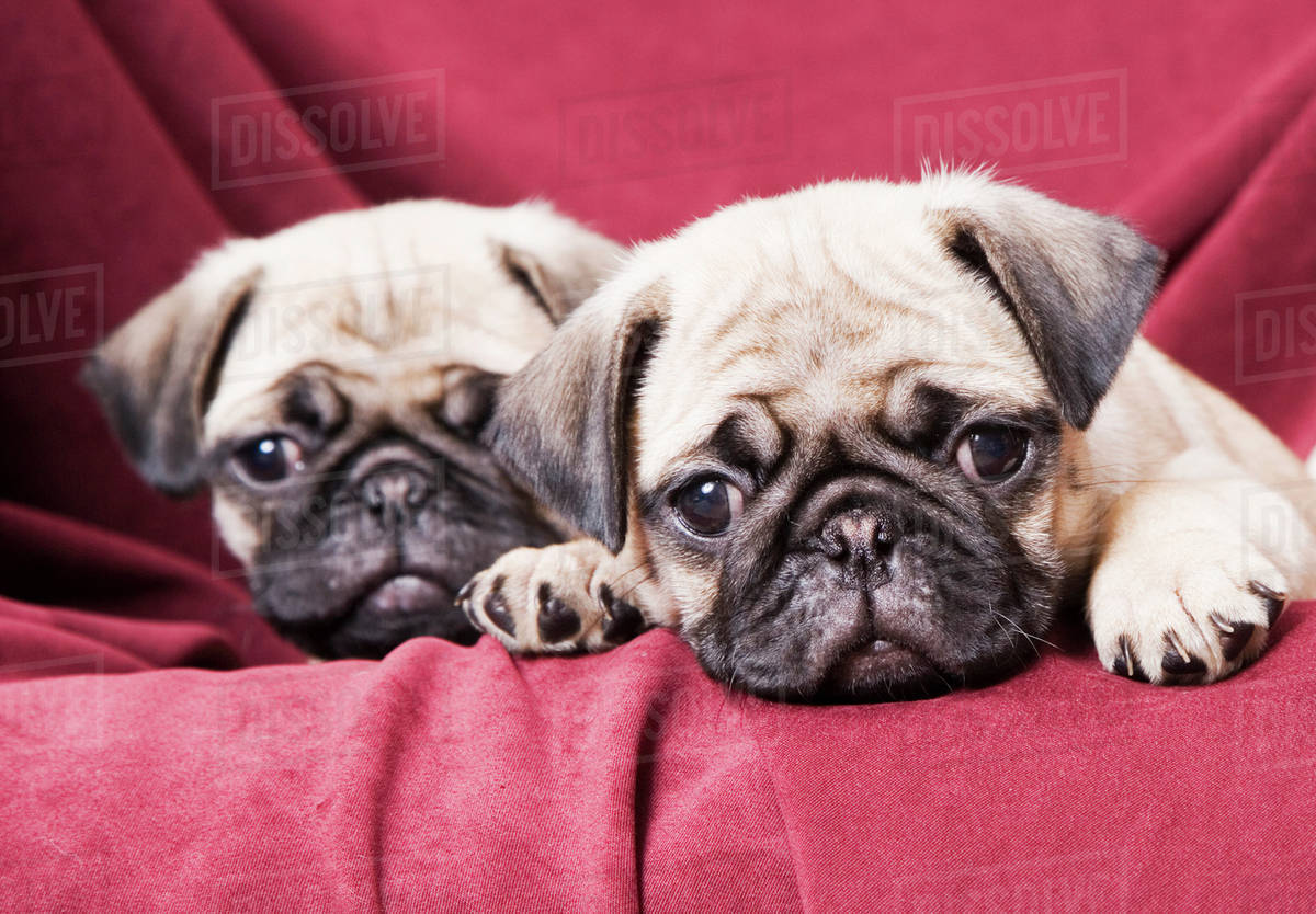 Pugs sitting on sofa - Royalty-free Stock Photo | Dissolve
