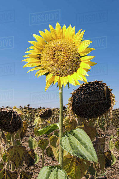 Sunflower growing in field of dead flowers - Royalty-free Stock Photo ...