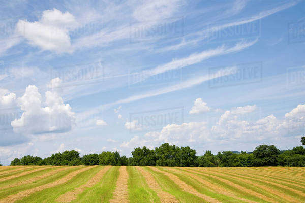 Crop field under blue sky in rural landscape - Royalty-free Stock Photo ...