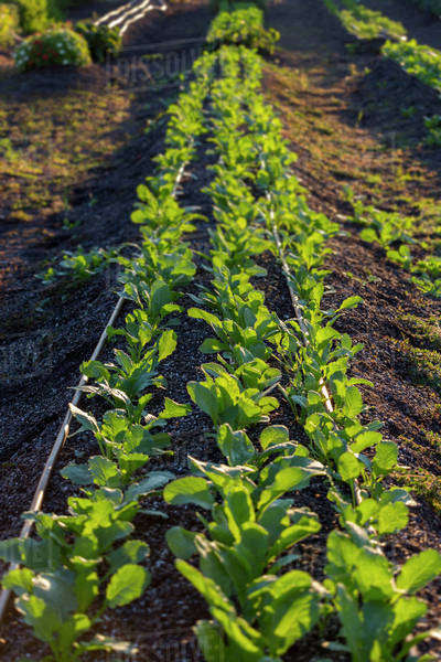 Plants growing in rows in field - Stock Photo - Dissolve