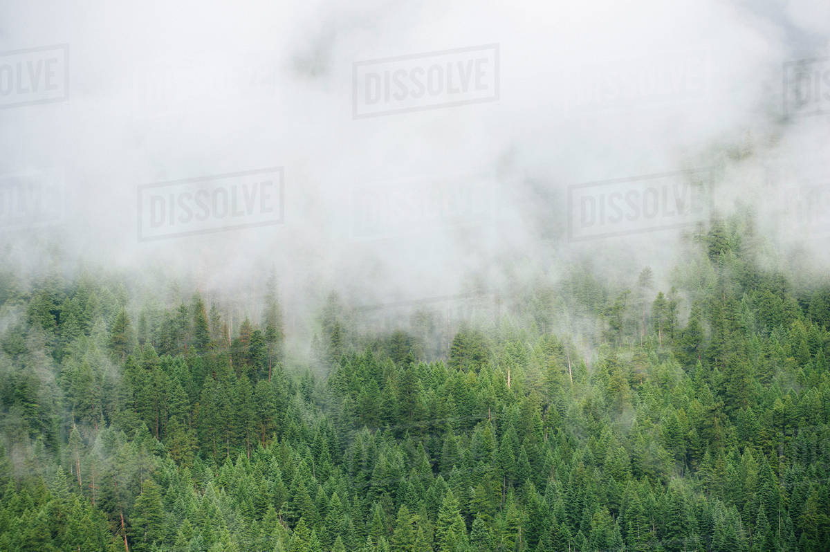 Fog over evergreen treetops in mountain forest - Stock Photo - Dissolve