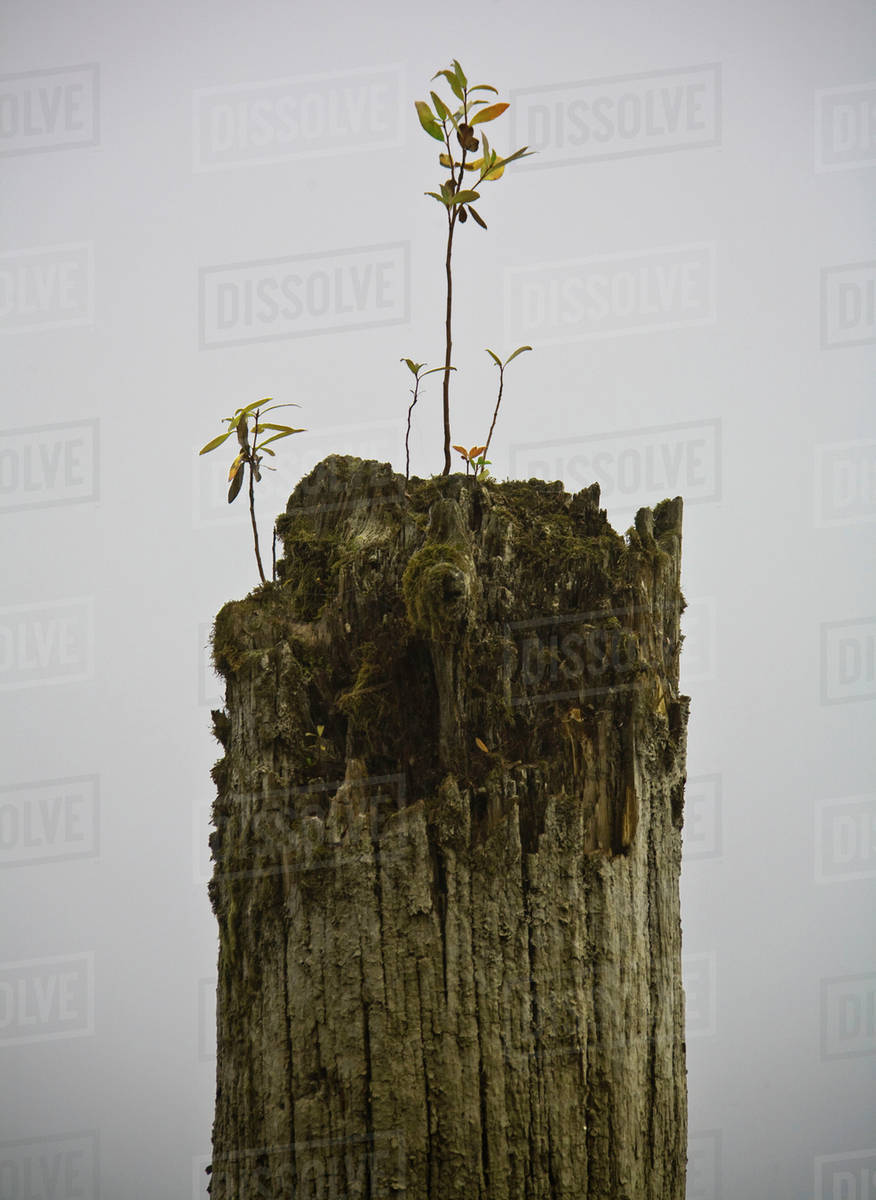Dead Tree with Seedling - Royalty-free Stock Photo | Dissolve
