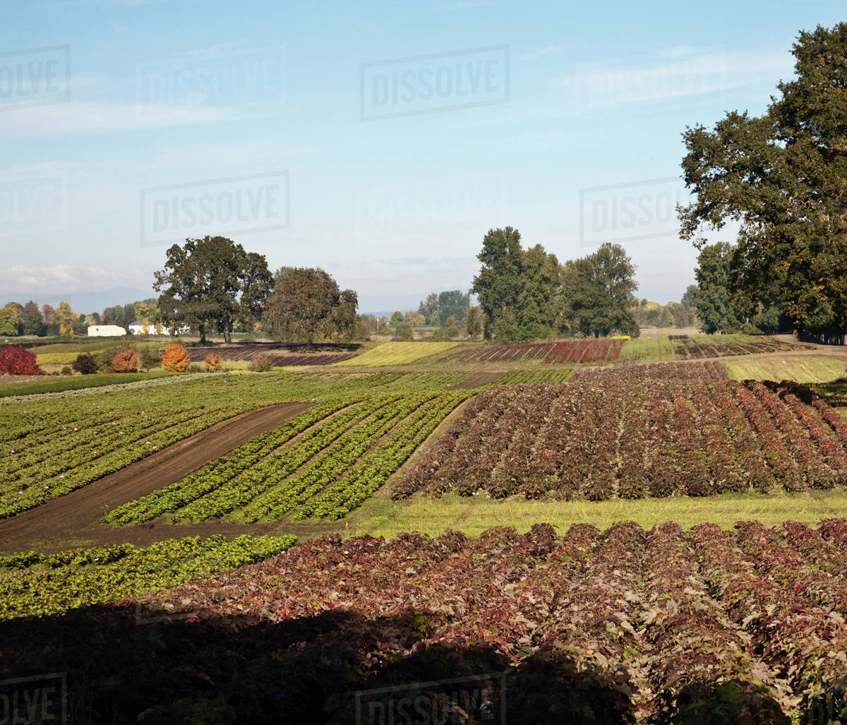Crops in a Farm Field - Stock Photo - Dissolve
