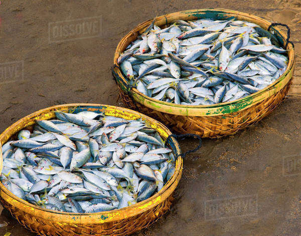 Baskets of Fish - Royalty-free Stock Photo | Dissolve