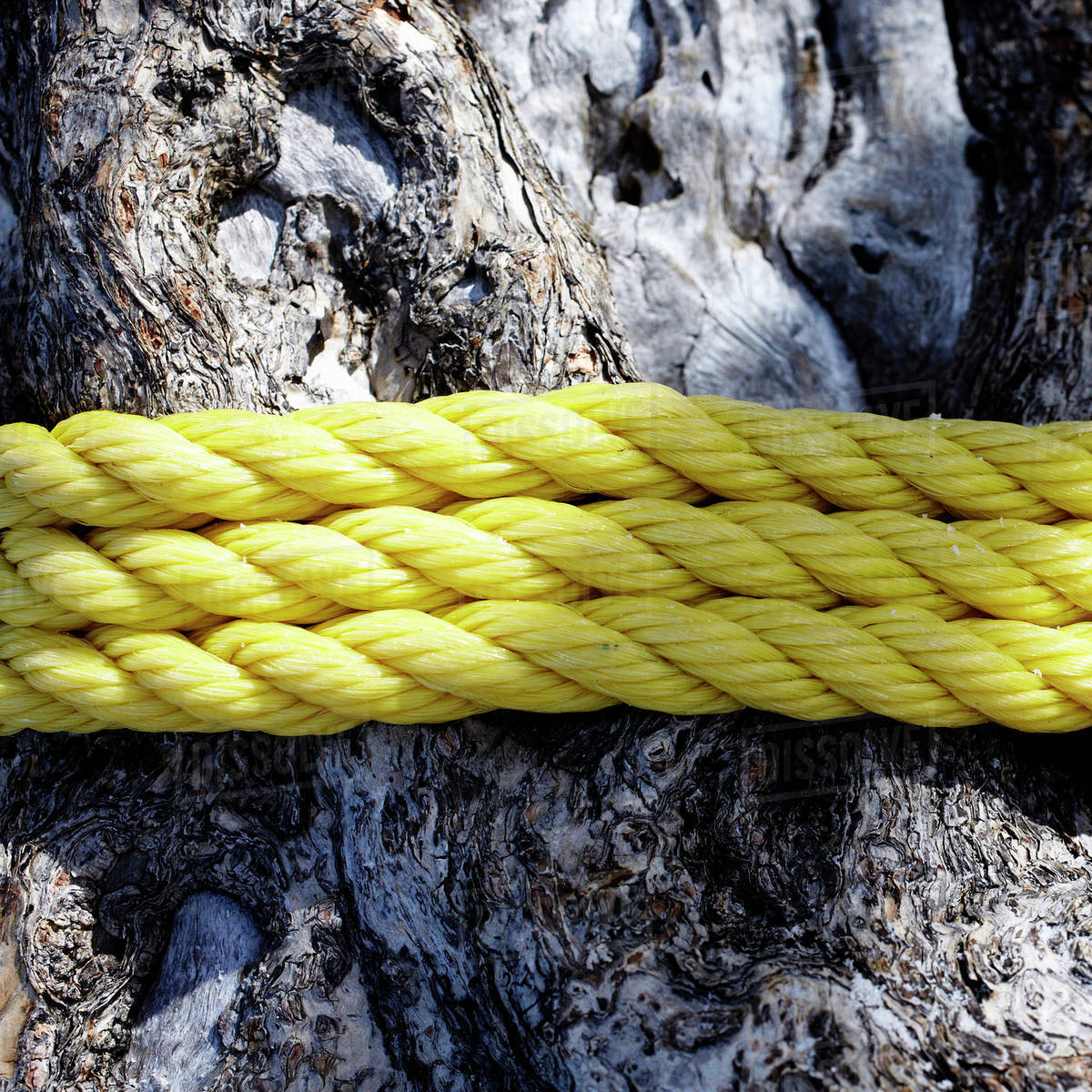 Rope Around a Tree Trunk - Royalty-free Stock Photo | Dissolve