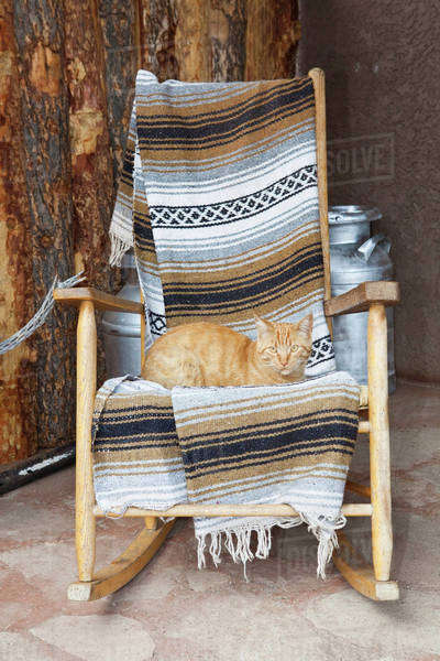 Cat on a Wooden Rocking Chair - Stock Photo - Dissolve