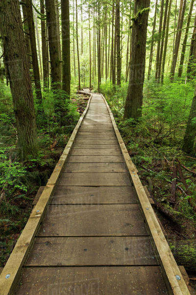 Footpath through woods - Royalty-free Stock Photo | Dissolve