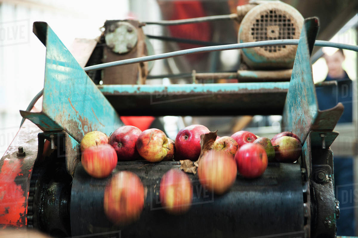 Apples being processed on conveyor belt - Royalty-free Stock Photo ...