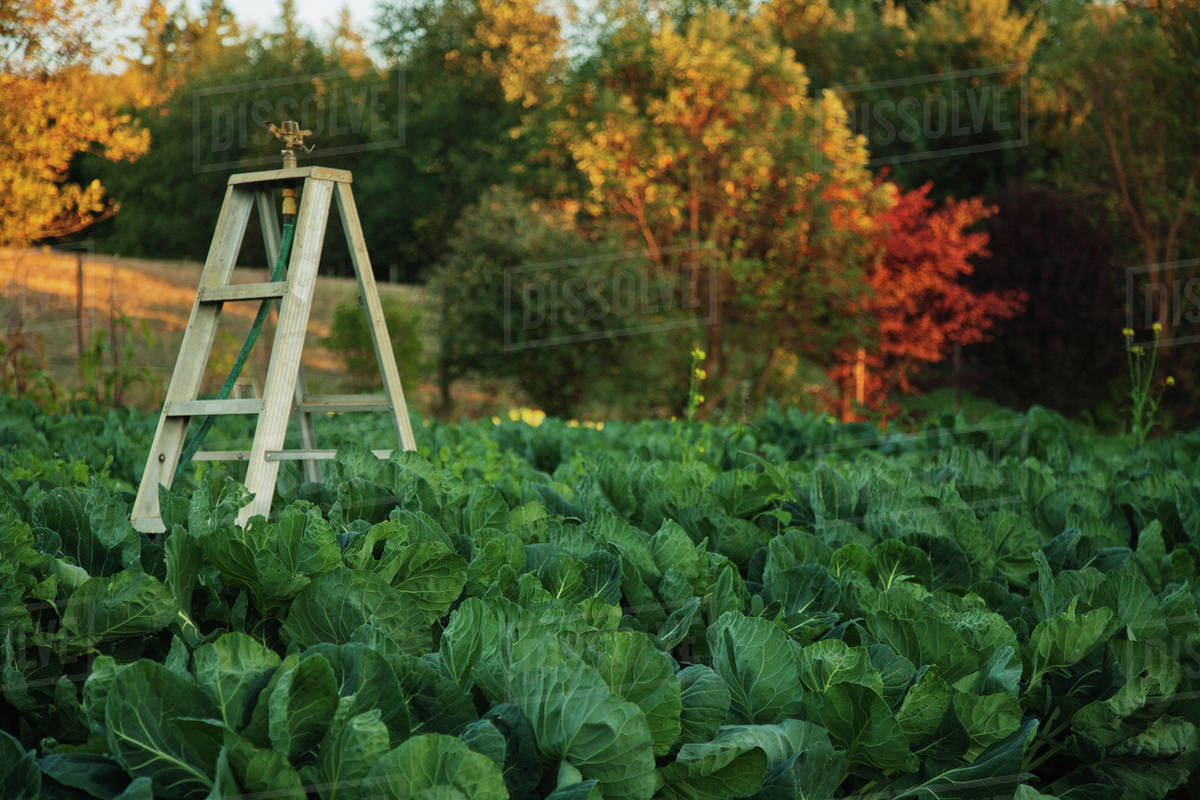 Ladder in vegetable garden - Royalty-free Stock Photo | Dissolve