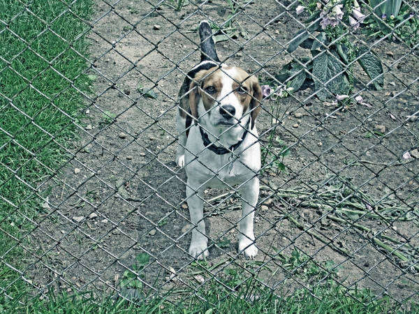 Dog peering through chain link fence - Stock Photo - Dissolve