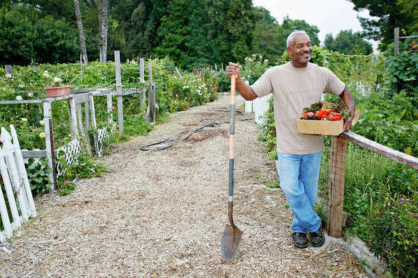 Black man gathering vegetables in community garden - Stock Photo - Dissolve