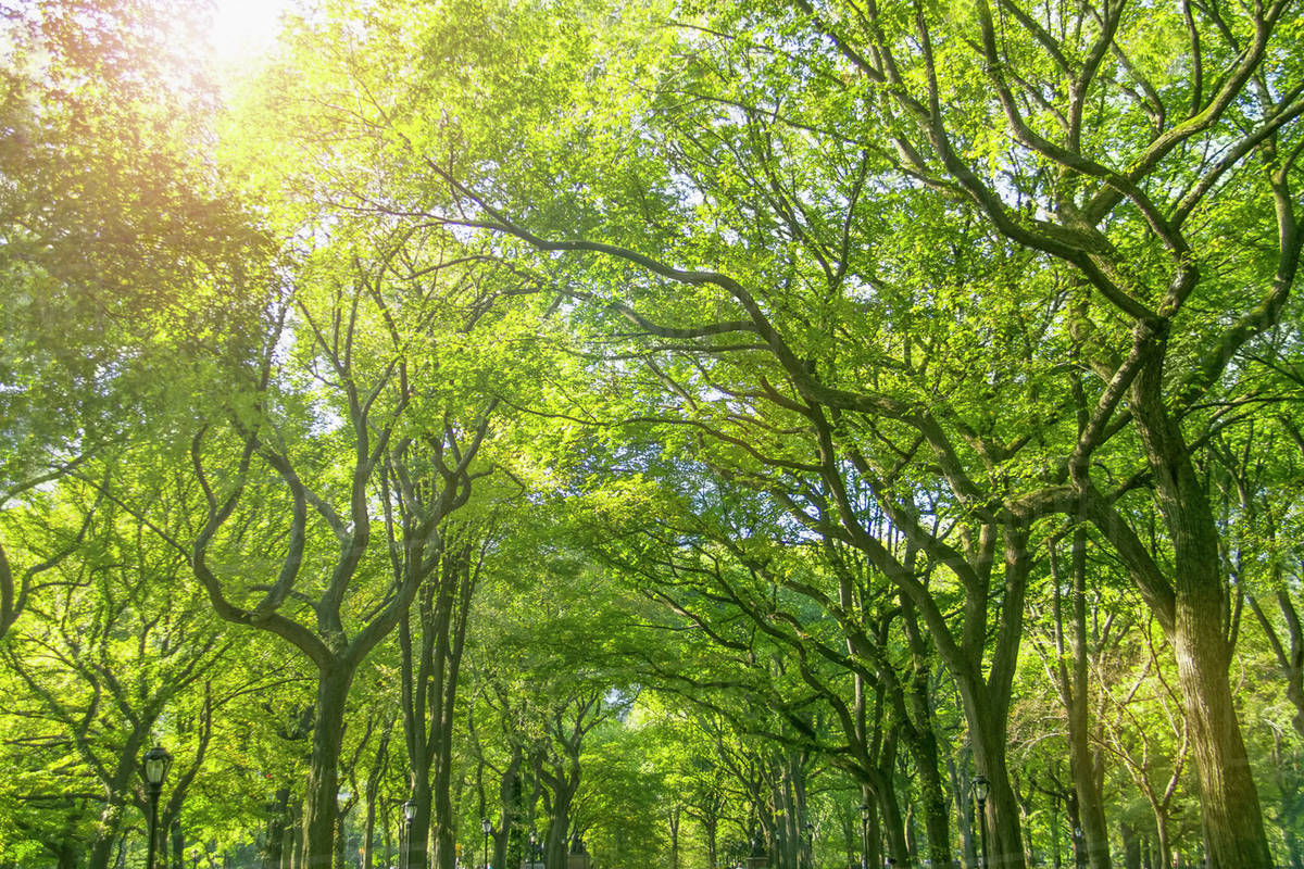 Green treetops in park - Royalty-free Stock Photo | Dissolve