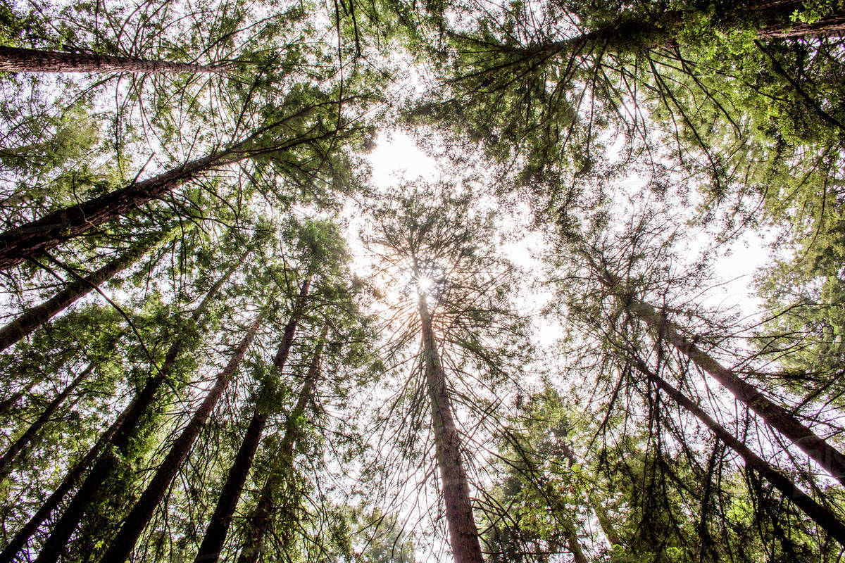 Low angle view of forest trees under sky - Royalty-free Stock Photo ...